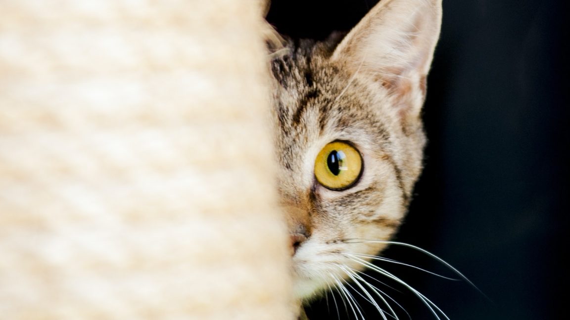 10 Lições que aprendemos com os gatos